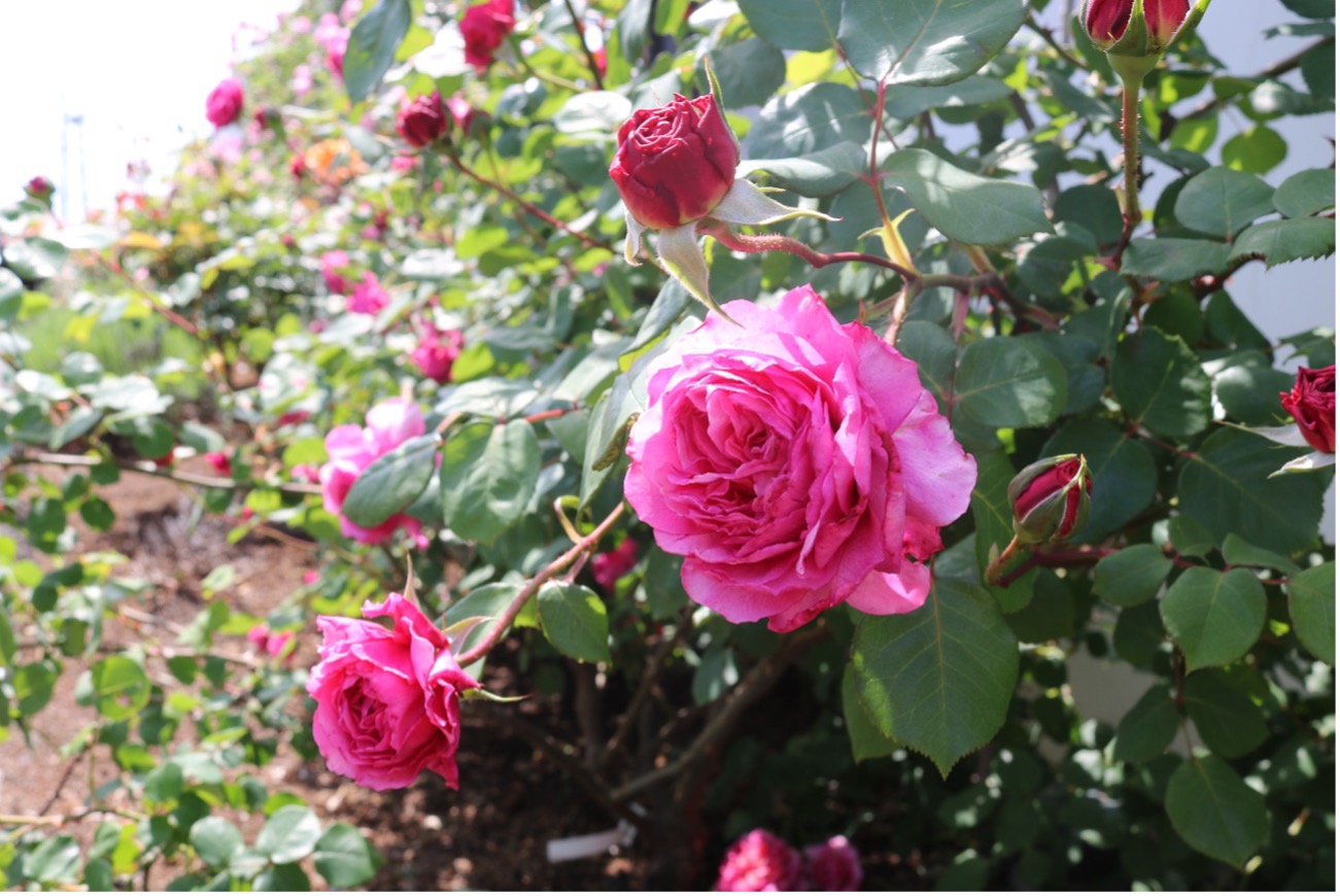 OKS CAMPUS（オー・ケー・エス・キャンパス）- 植物編 – vol. - JUKUBOX