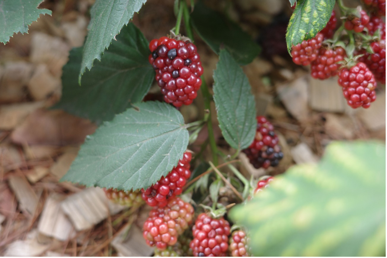 OKS CAMPUS（オー・ケー・エス・キャンパス）- 植物編 – vol. - JUKUBOX